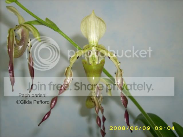 Paph parishii | Slippertalk Orchid Forum