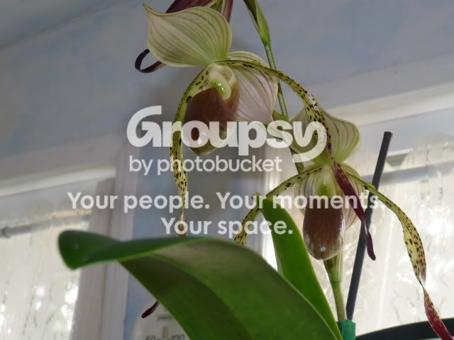 Paph Frank Booth | Slippertalk Orchid Forum