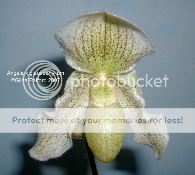 Paph Angela X glaucophyllum | Slippertalk Orchid Forum