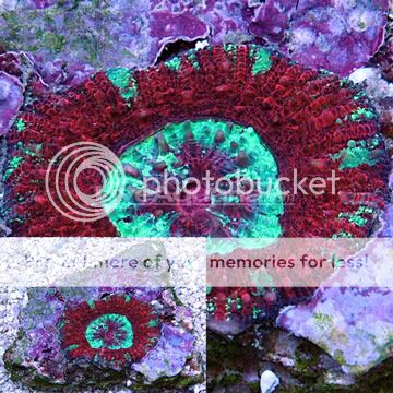 Acan Maxima! | Page 2 | Reef2Reef