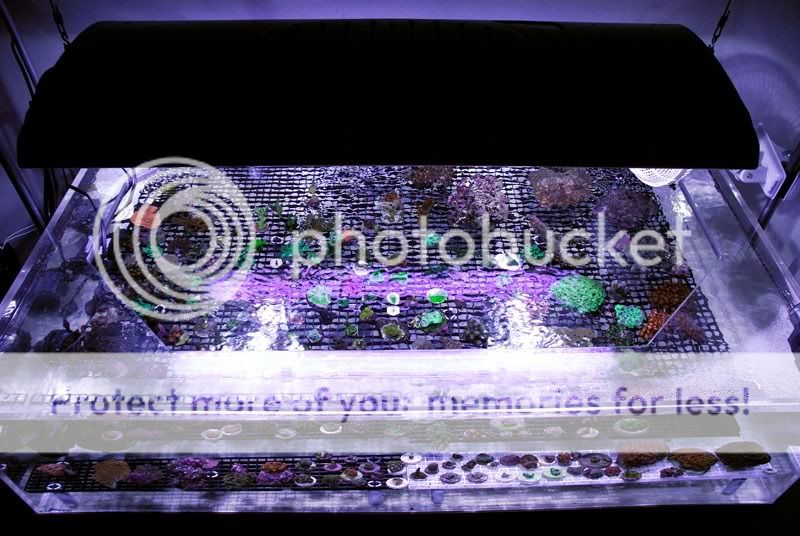 Frag Tanks... small, medium, large... let's see 'em.. | Reef2Reef