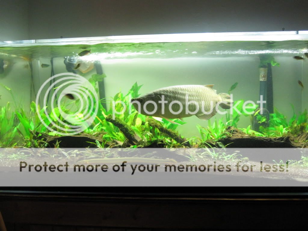 Low Tech Planted Comm Tank with Jardini Aro - Arofanatics Fish Talk Forums