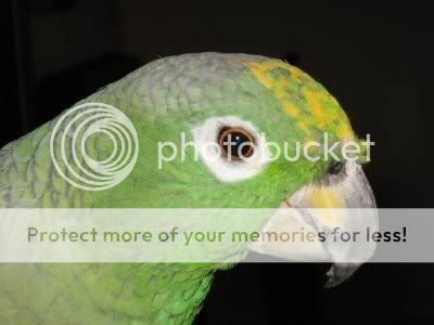 Beak issues | Parrot Forum 🦜 Parrot Owners Community