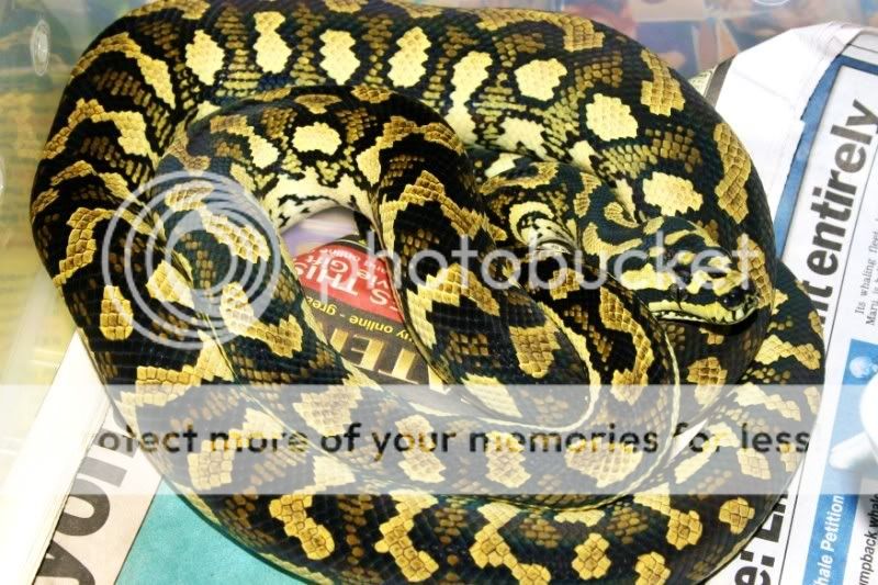 High Yellow Jungle female | Aussie Pythons & Snakes Forum