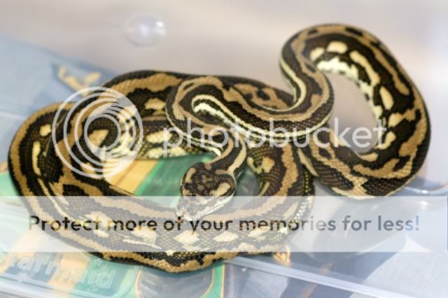 Tiger Jungle Morph breeding project pair | Aussie Pythons & Snakes Forum