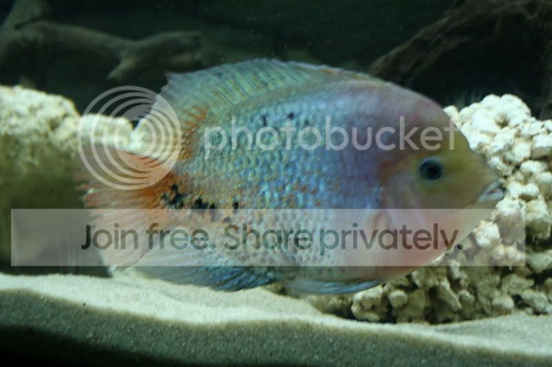 Paratheraps Synspilus and Midas... | MonsterFishKeepers.com