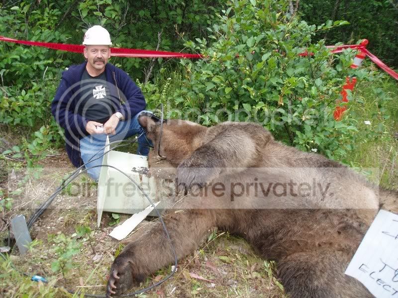 electrocuted bear | Electrician Talk