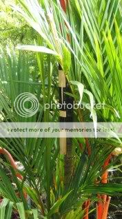 A Sad Palm Story - DISCUSSING PALM TREES WORLDWIDE - PalmTalk